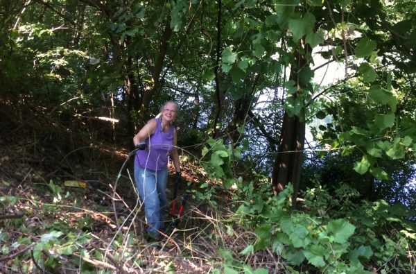 Harbert Park clearing begins - North Shore Channel Habitat Project