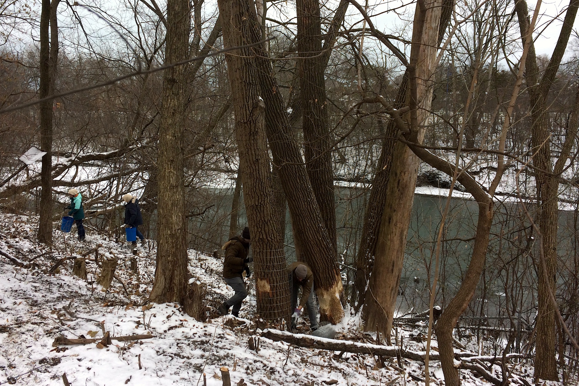 Living with a beaver - North Shore Channel Habitat Project