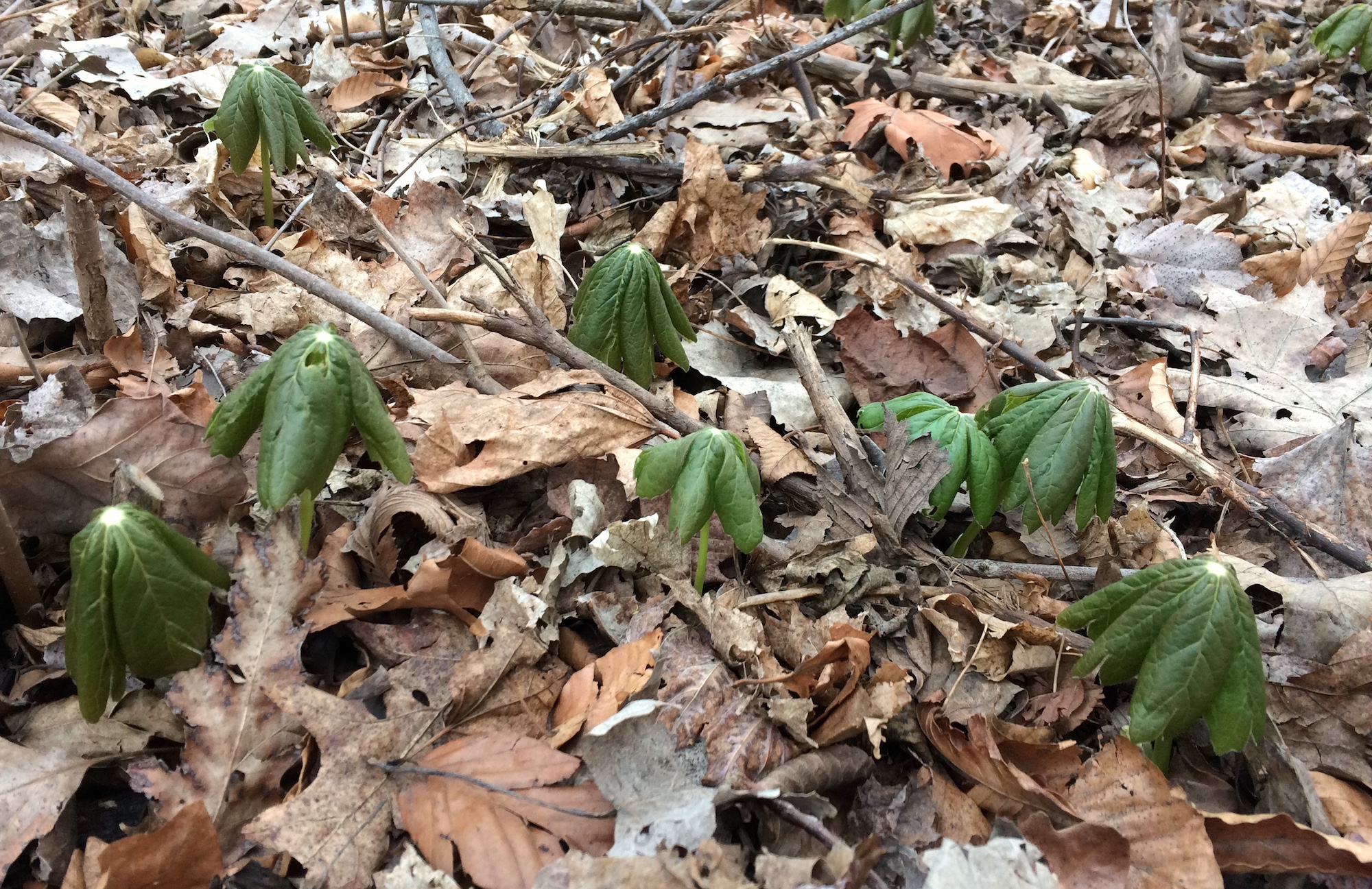 Mayapple season - North Shore Channel Habitat Project